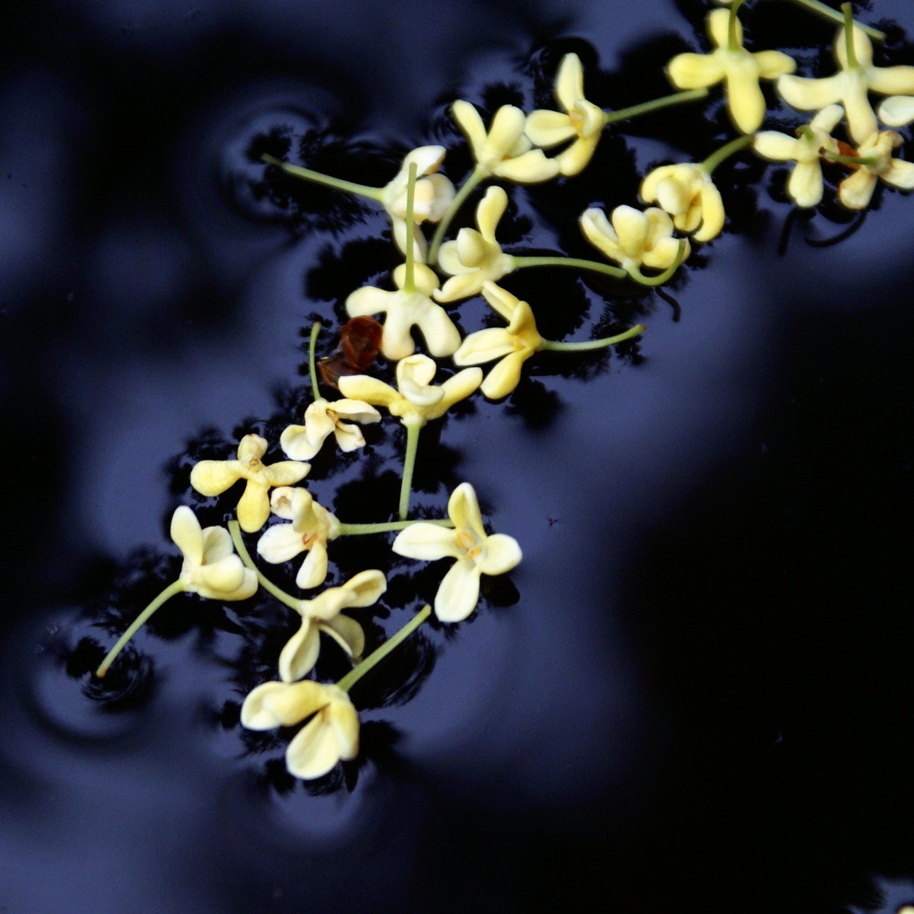 A Poetic Experience: Osmanthus Fragrans 桂花 – YINA